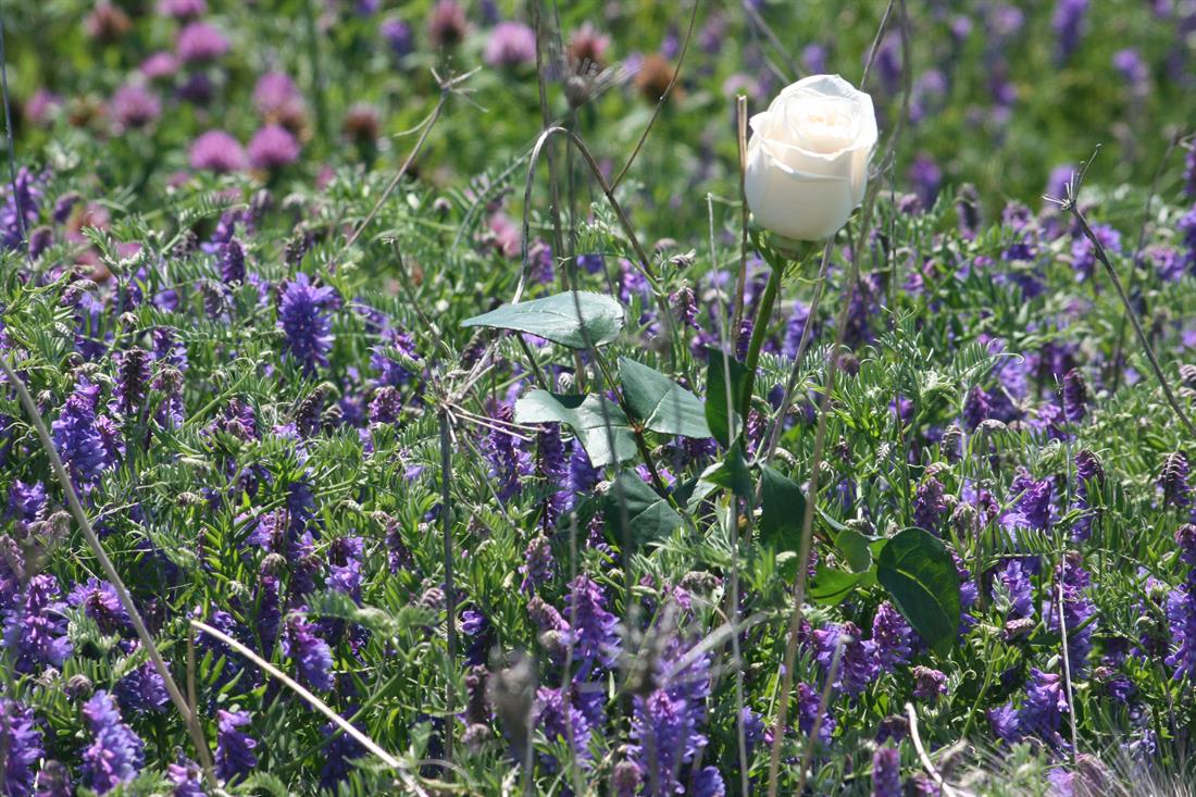 50th Anniversary Air Canada Flight 621 Crash