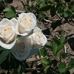 50th Anniversary Air Canada Flight 621 Crash