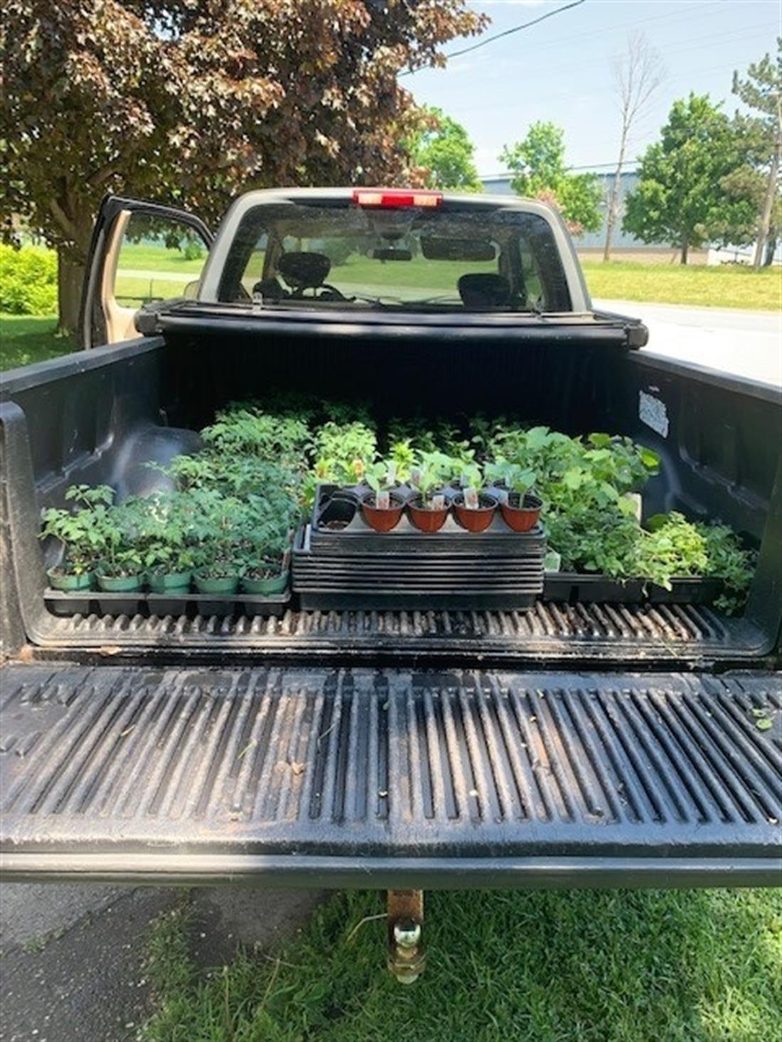 Brampton Backyard Gardens