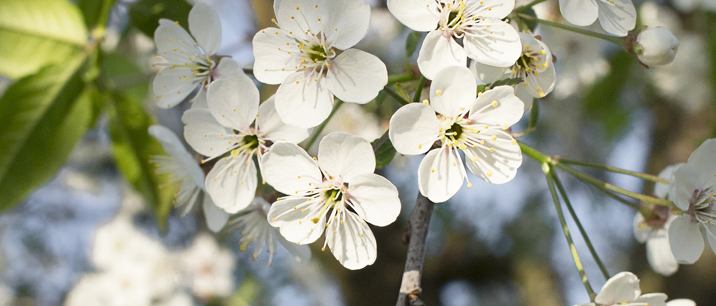 Pollinator Plants